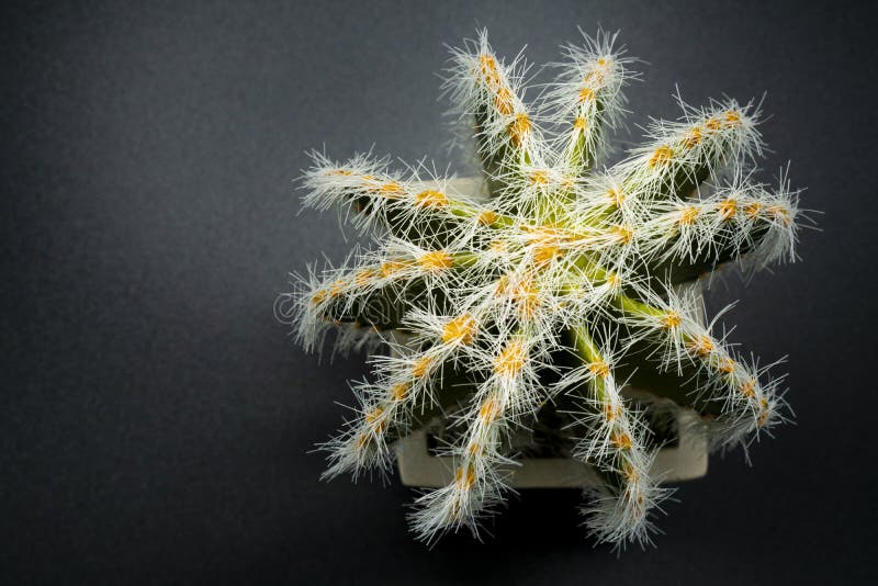 Close Up Thorns on the Branches Background Stock Image - Image of grass ...