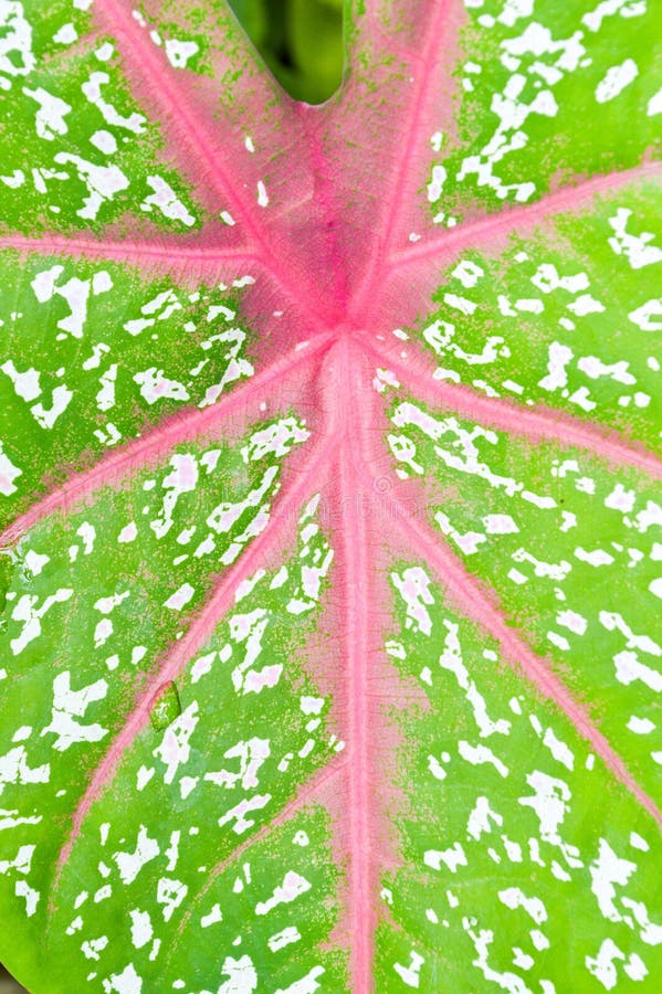 Green Caladium Bicolor Leaves Texture Stock Image - Image of natural ...