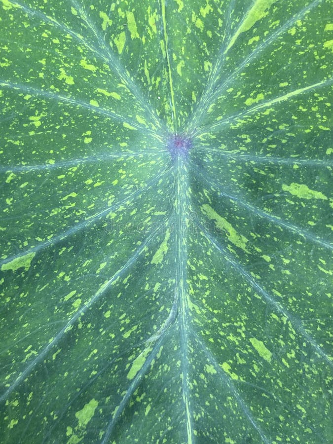 Close Up of Green Caladium Bicolor Plant Leaf Texture Stock Image ...