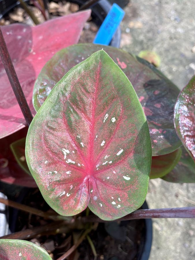 Green Caladium Bicolor in a Pot Stock Photo - Image of plant, bicolor ...