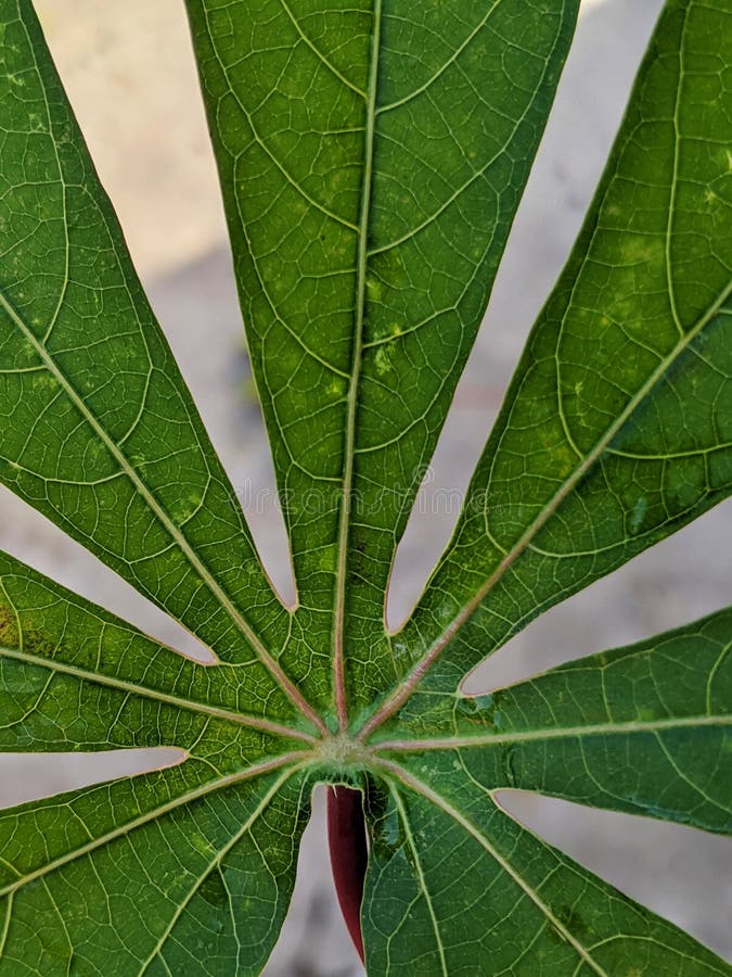 Close-up of Cassava Fruits on the Plot. Selective Focus Stock Photo ...