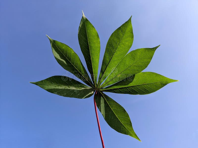 Selective Focus of a Green Cassava Leaf with Pattern and Textures ...
