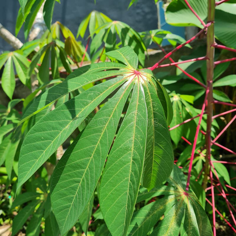 A Close-up of a Green Cassava Leaf and a Red Cassava Trunk Stock Image ...