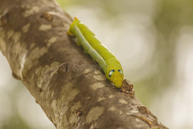 Close-up of Green Caterpillars on Natural Trees Stock Photo - Image of ...
