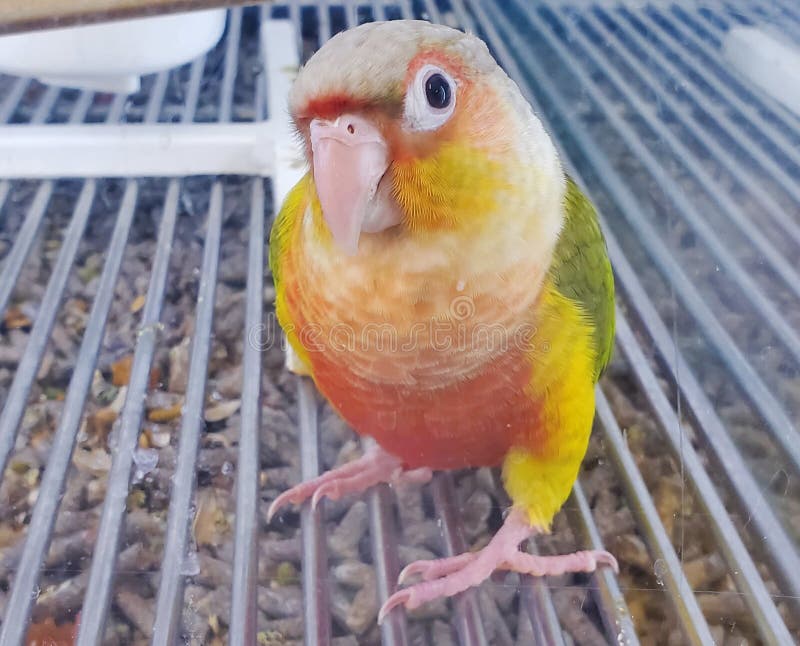 A Close Up of a Green Cheek Conure, a Beautiful Small Parrot Stock ...