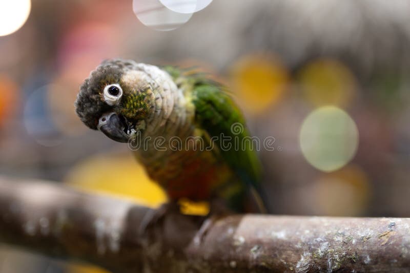 Close-up of Green Cheeked Conure Looking at Camera. Stock Photo - Image ...