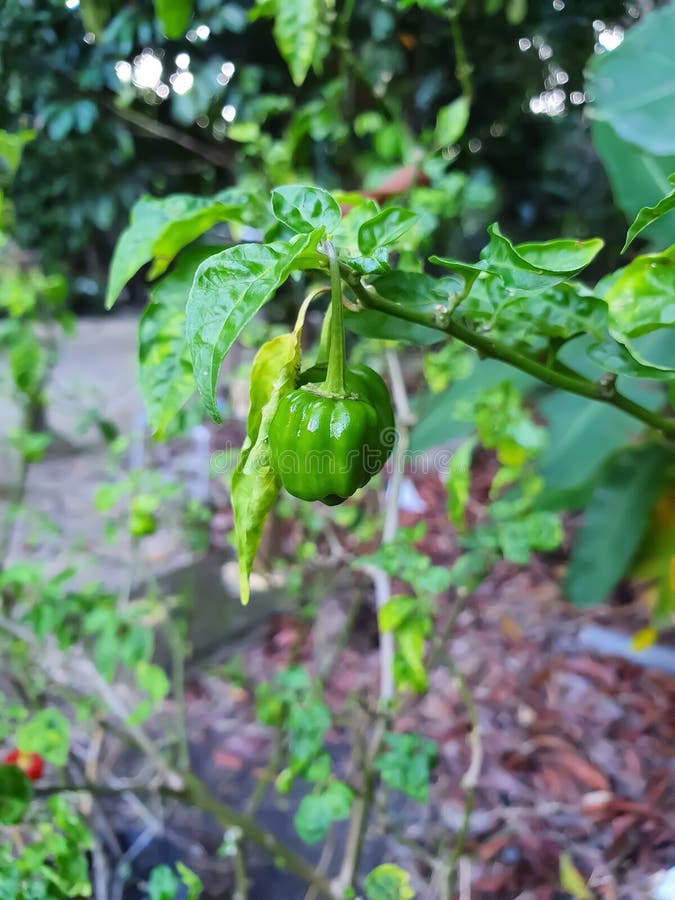 Close-up Green Cherry Bomb Chilli Stock Photo - Image of close, autumn ...