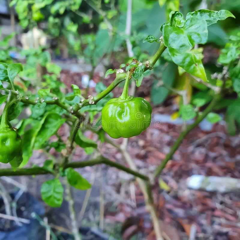 Close-up Green Cherry Bomb Chilli Stock Image - Image of chilli, bomb ...