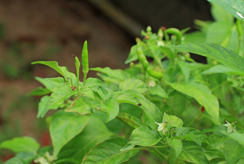 Close-up of Green Chili Tree Stock Image - Image of plant, spicy: 191128439