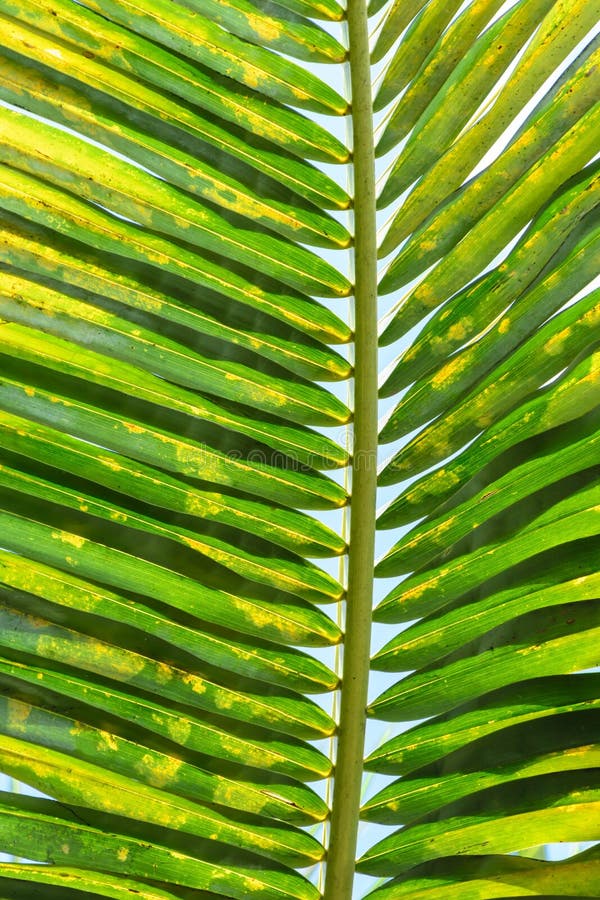 Close Up Green Coconut Leaf Pattern Stock Image - Image of macro, build ...