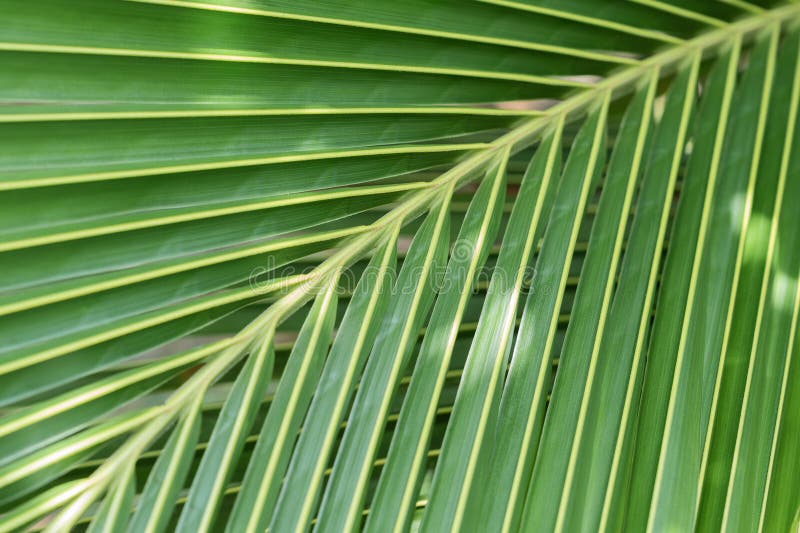 Close Up Green Coconut Leaf Texture, Nature As Background Stock Photo ...