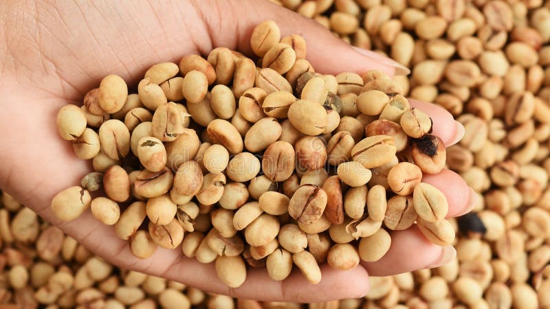 Close Up of Green Coffee Beans Stock Image - Image of unprocessed, bean ...