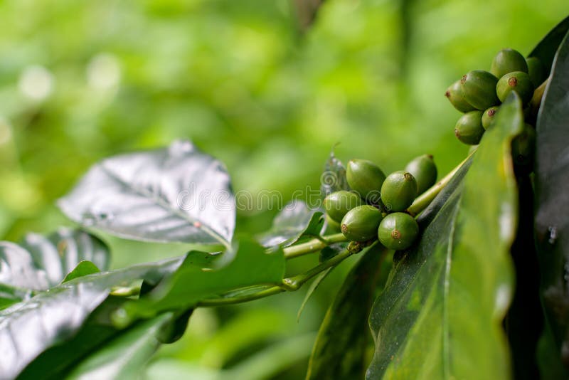 Close Up Green Coffee on the Tree in Nature Stock Image - Image of ...
