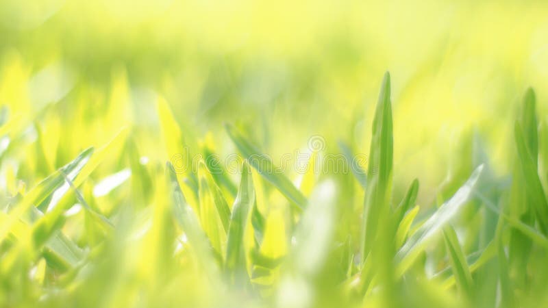 Close Up Green Color Grass Leaf in Fresh Meadow Field. Selective Focus ...