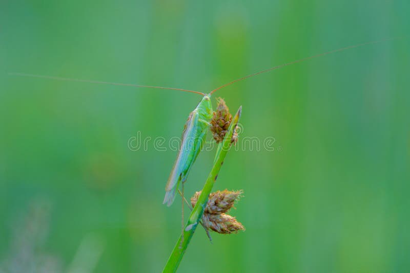 Conocephalidae katydid stock photo. Image of grasshopper - 280570830