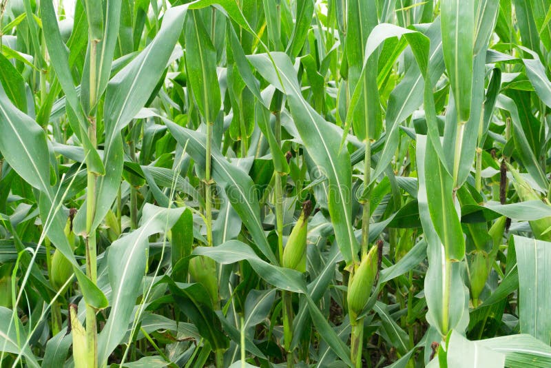 Close Up Green Corn on the Farm Stock Image - Image of vegetable ...