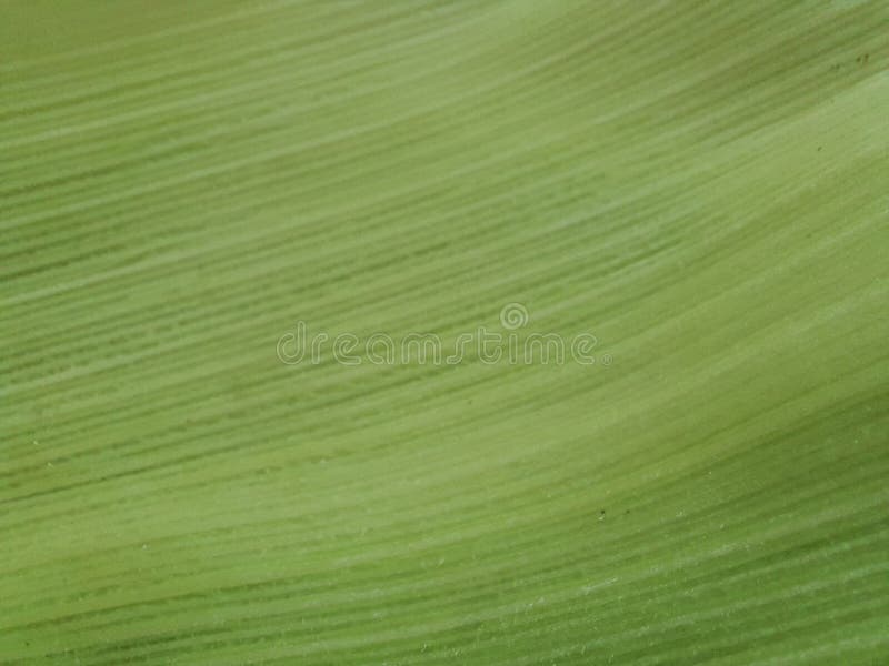 Close-up on Green Corn Straw, Full Frame, with Selective Focus. Stock ...