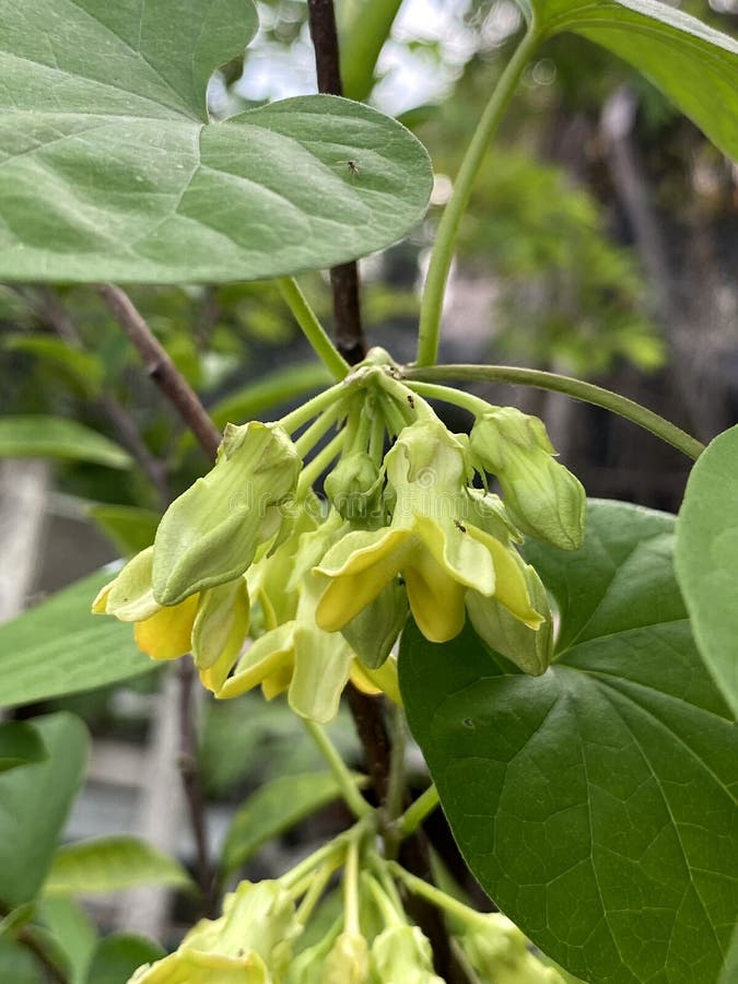 Green Cowslip Creeper Flower of a Plant Stock Photo - Image of branch ...