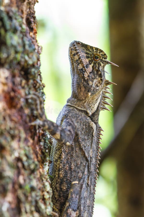 Close Up Green Crested Lizard Stock Image - Image of wildlife, nature ...