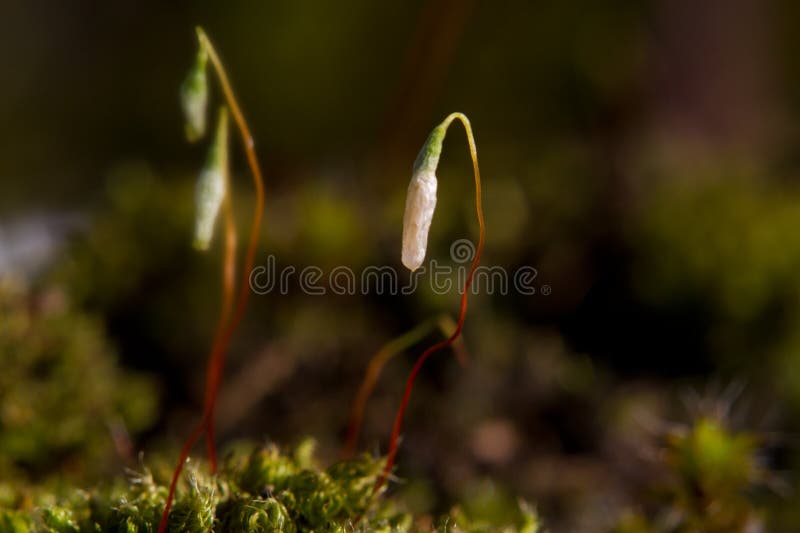 Capsules of Moss, Probably Capillary Thread-mosss Stock Image - Image ...