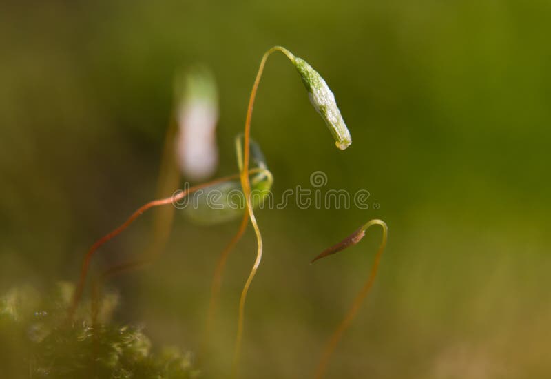Capsules of Moss, Probably Capillary Thread-mosss Stock Photo - Image ...