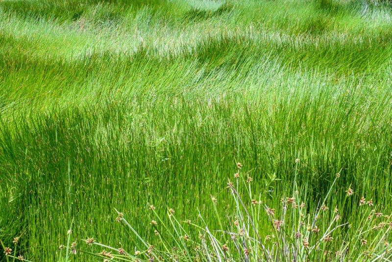 Close Up of Green Cyperus Papyrus Field Stock Image - Image of cyperus ...
