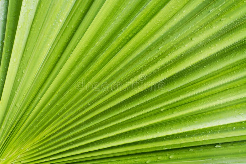 Close-up of Green Date Palm Tree Leaf, Natural Texture Stock Image ...