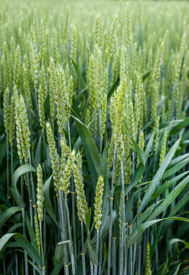Green Ears of Wheat Ripening, Top View Stock Image - Image of wheat ...
