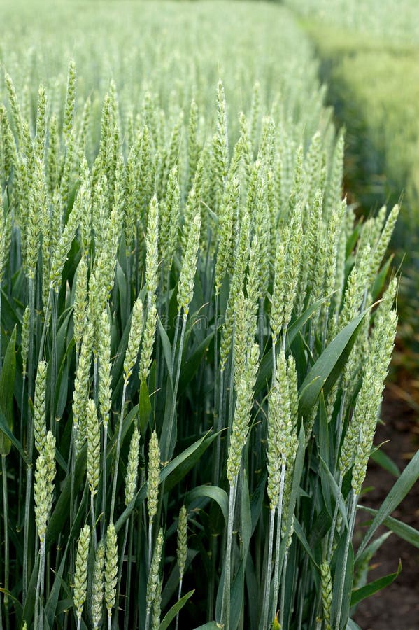 The Green Ears of Cereal Crops in the Field Stock Photo - Image of food ...