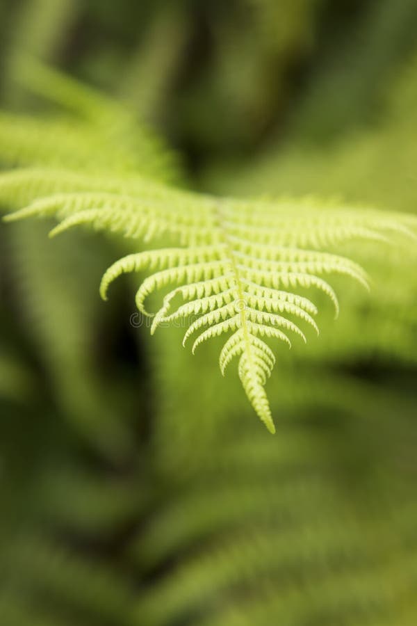 Close-up of a Green Fern Leaf Point with Green Background Stock Image ...