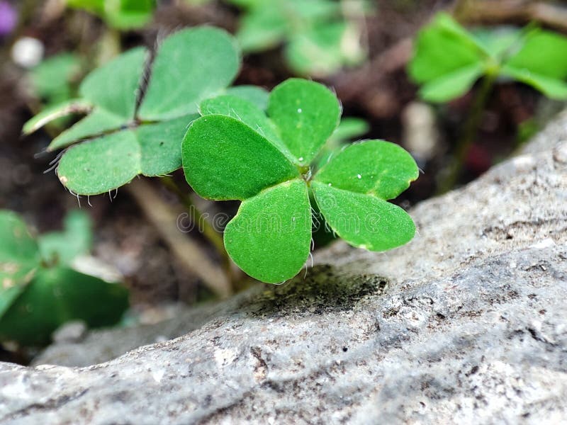 Close Up of Green Five Leaf Plant Stock Photo - Image of herb, five ...