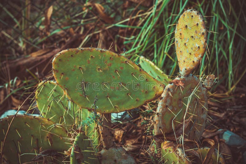 Flat Cactus in the Desert among Dried Plants Stock Image - Image of ...