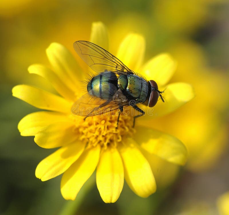 Close Up Green Fly on Yellow Flower Stock Image - Image of garden, love ...