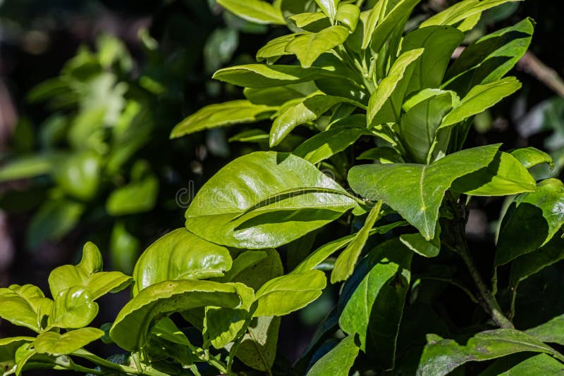 Gree foliage stock image. Image of nature, leaf, sunshine - 9388333