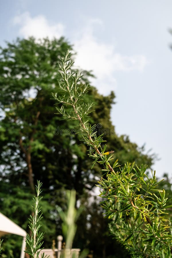 Close-Up of Green Foliage with Tree Background in Natural Daylight ...
