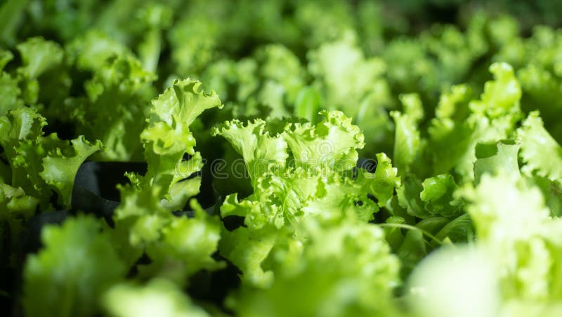 Close up green vegetable stock photo. Image of fresh - 139122746