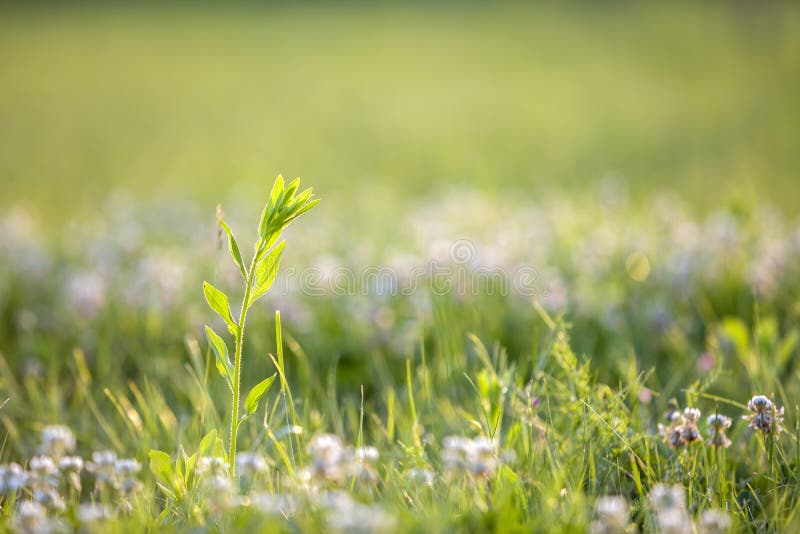 Fresh weed in rice fields stock image. Image of cultivate - 26307713