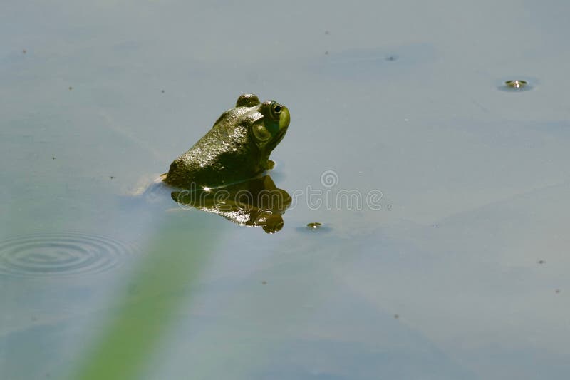 Close-up of a Green Frog Sitting in Shallow Water Stock Image - Image ...