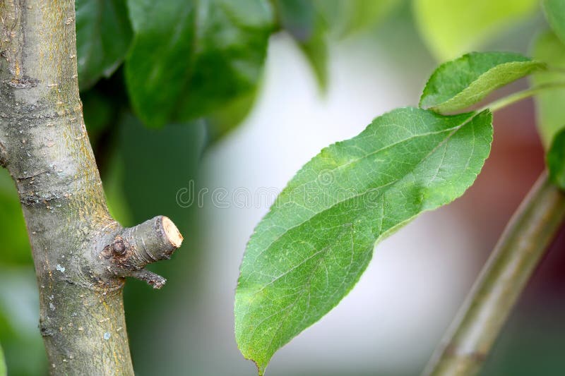 Close-up of Green Fruit Tree Leaves in Summer Stock Image - Image of ...