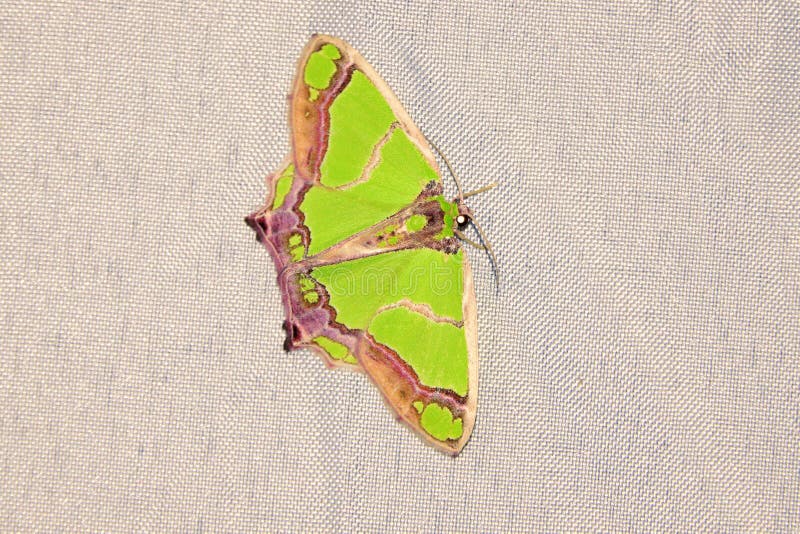 Geometrid moth stock photo. Image of lepidoptera, stripe - 264250142