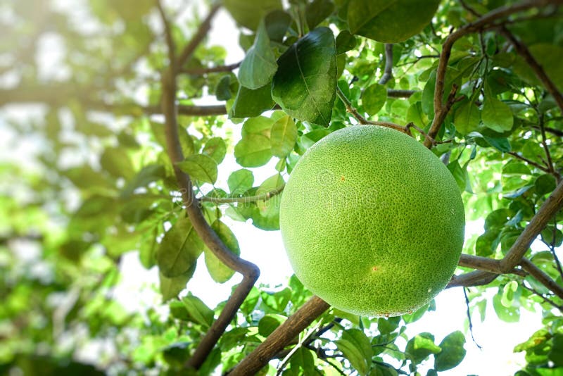 Close Up of Green Grapefruit on a Tree Stock Photo - Image of geisha ...