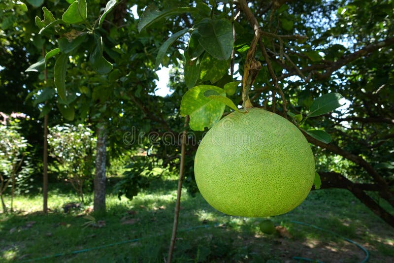 Close Up of Green Grapefruit on a Tree Stock Photo - Image of exit ...