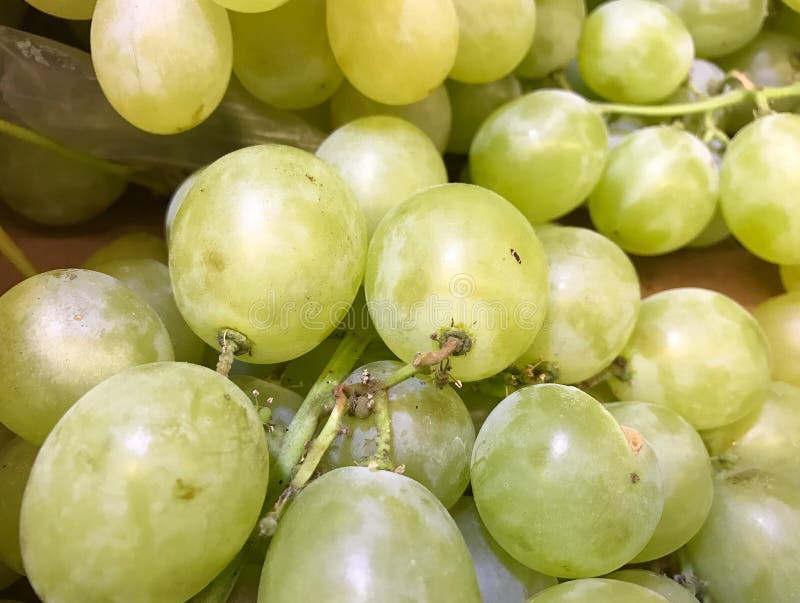 Close up of green grapes stock photo. Image of season - 78932424