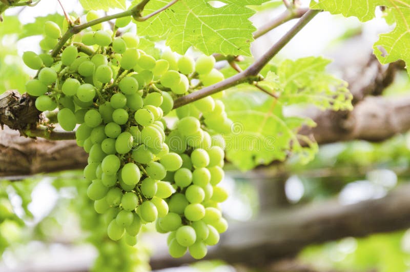 Close Up Green Grapes Field Stock Image - Image of rural, branch: 93207107