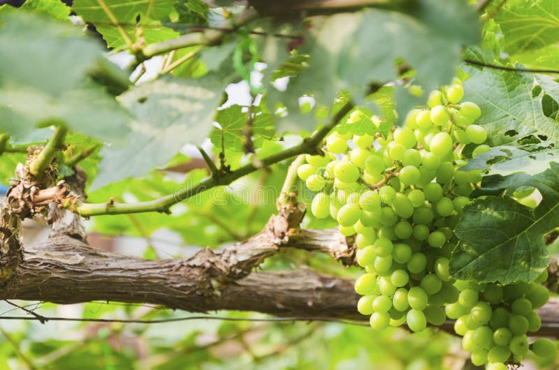 Close Up Green Grapes Field Stock Photo - Image of natural, space: 93207128
