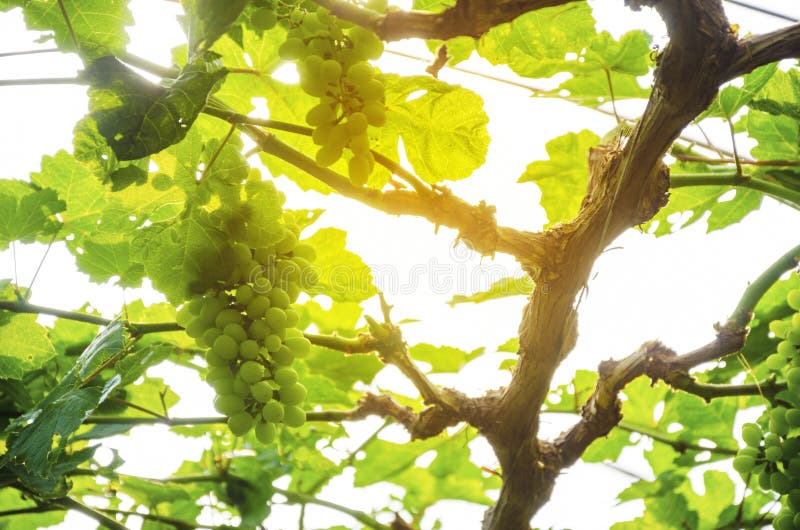 Close Up Green Grapes Field Stock Photo - Image of cluster, outdoor ...