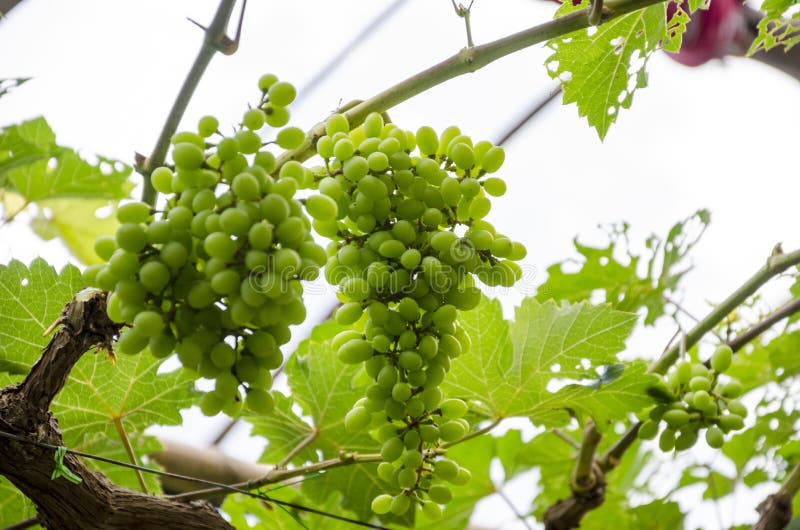Close Up Green Grapes Field Stock Photo - Image of copy, cluster: 93207154
