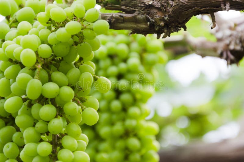 Close Up Green Grapes Field Stock Image - Image of natural, leaf: 93207167