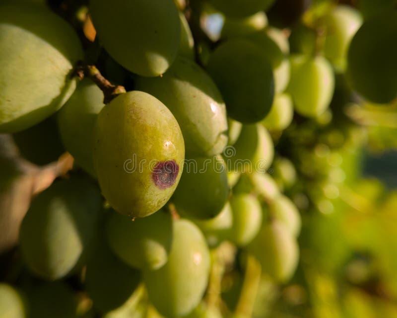 Close Up of Green Grapes with Illness, Damaged Crop Stock Photo - Image ...