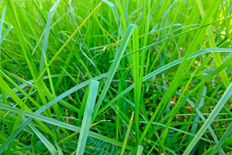 Close-up on Green Grass. Greenery Background, Grass Texture, Design ...